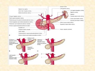 ppt on pancreas | PPT