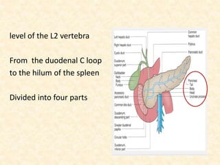 pancreas.ppt