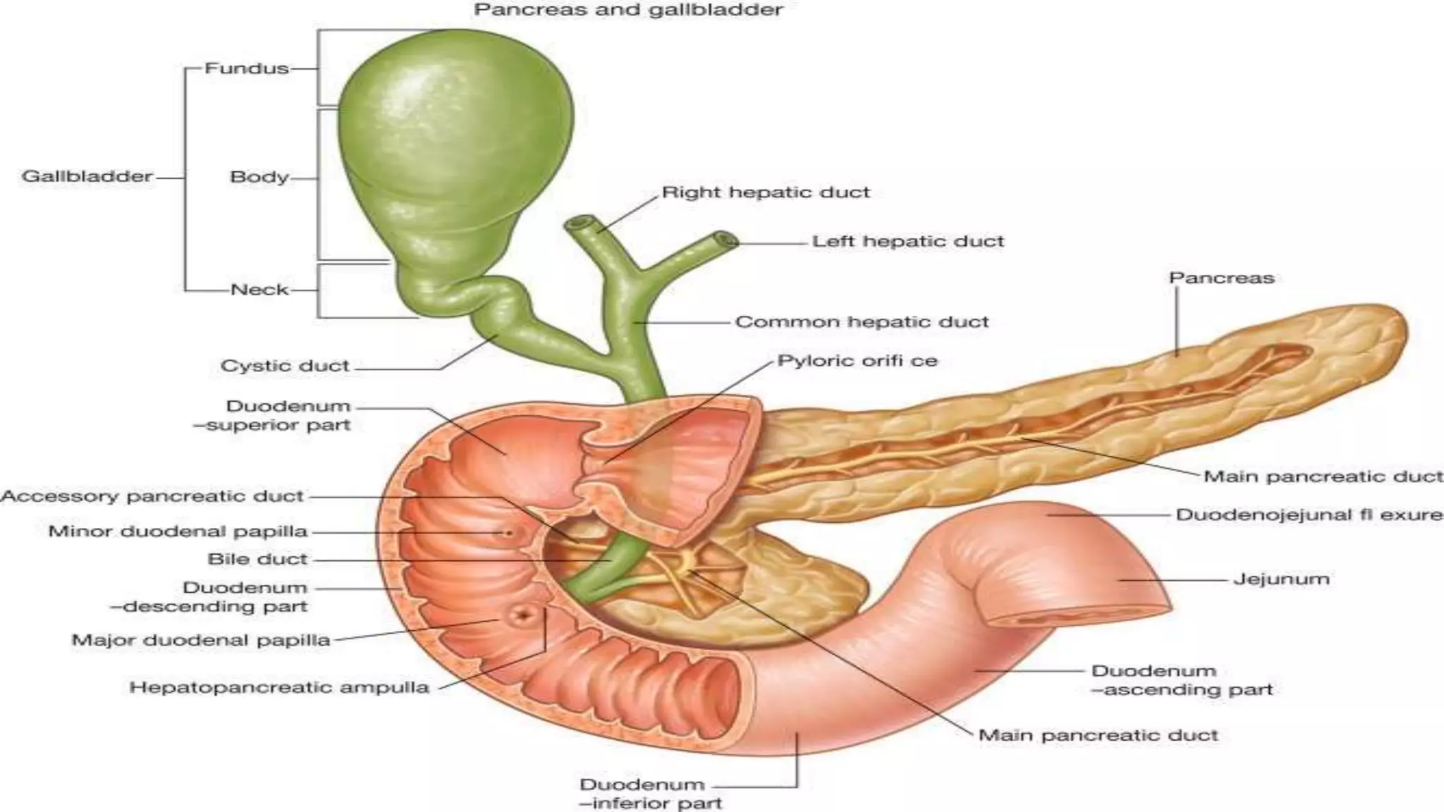 Pancreas.pptx