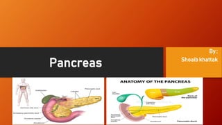Pancreas.pptx