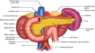 Pancreas.pptx