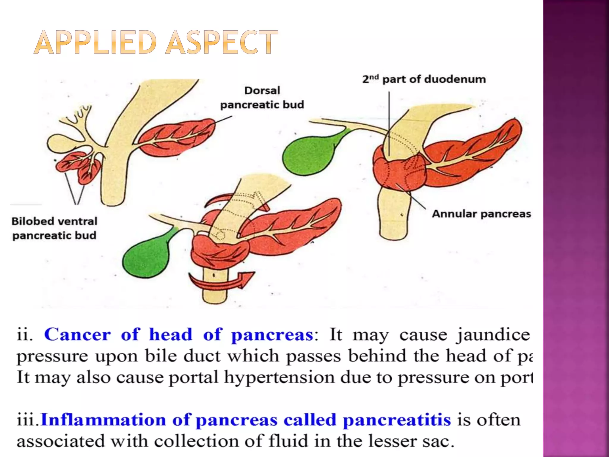 pancreas.pptx