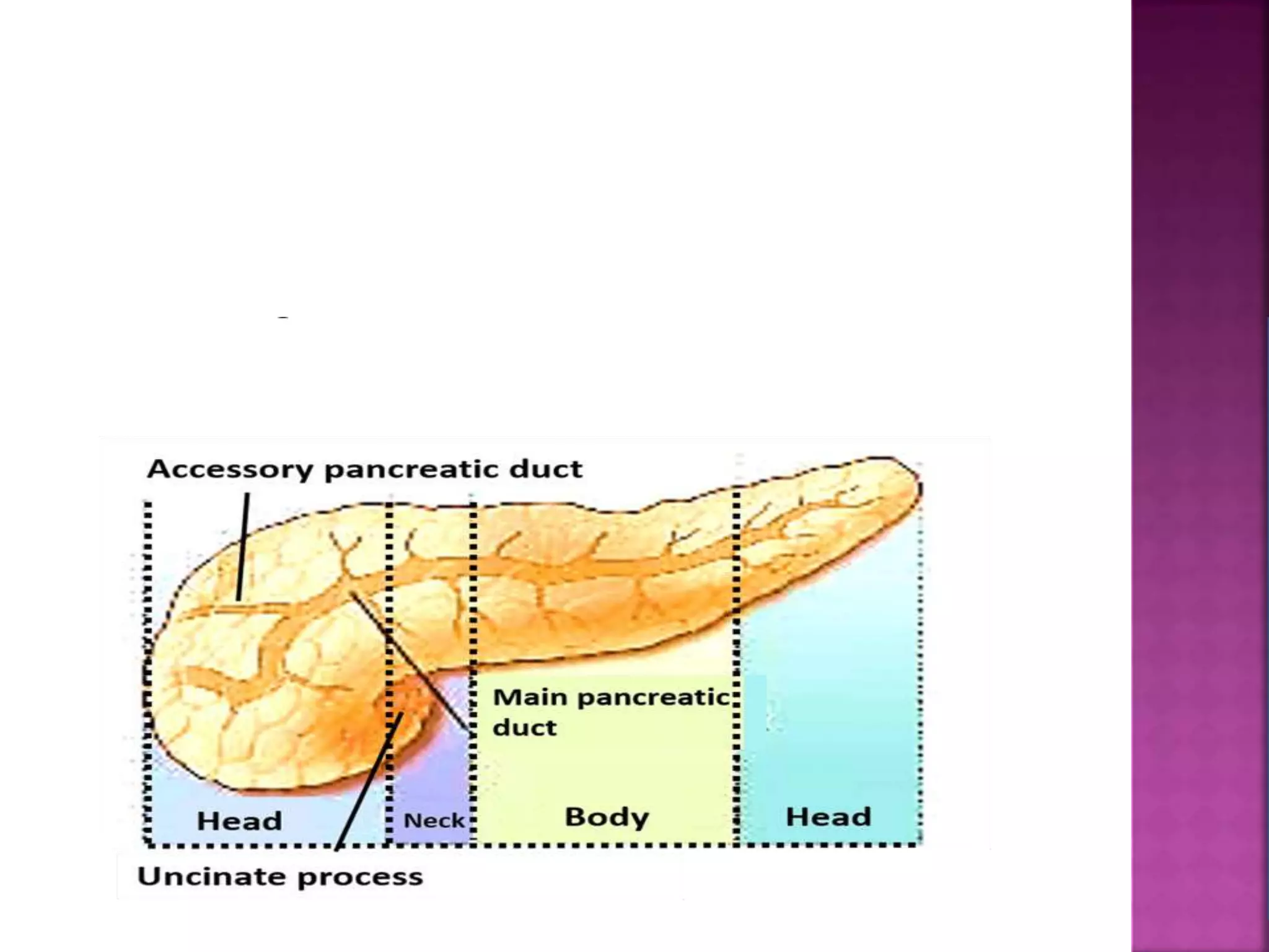 pancreas.pptx