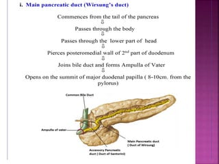 pancreas.pptx