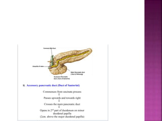 pancreas.pptx