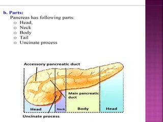 pancreas.pptx