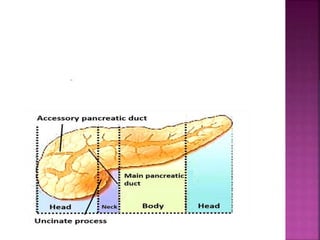 pancreas.pptx