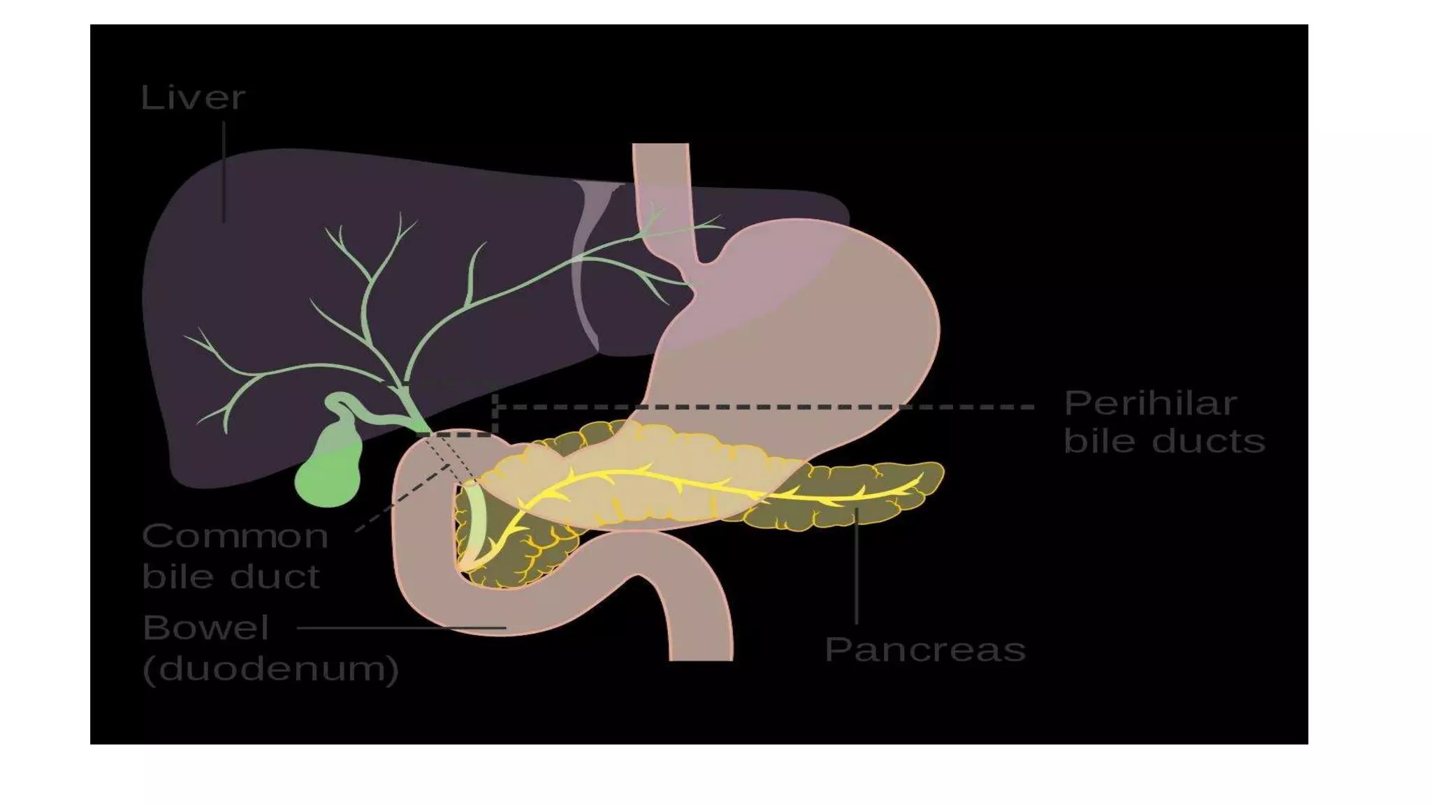PANCREAS.pptx