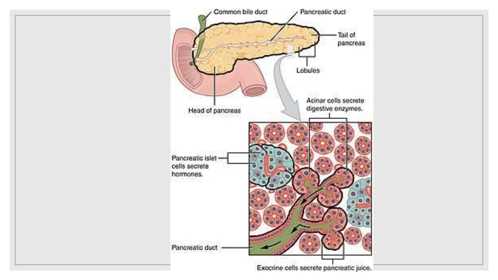 ANATOMY AND PHYSIOLOGY OF PANCREAS PPTX. | PPTX