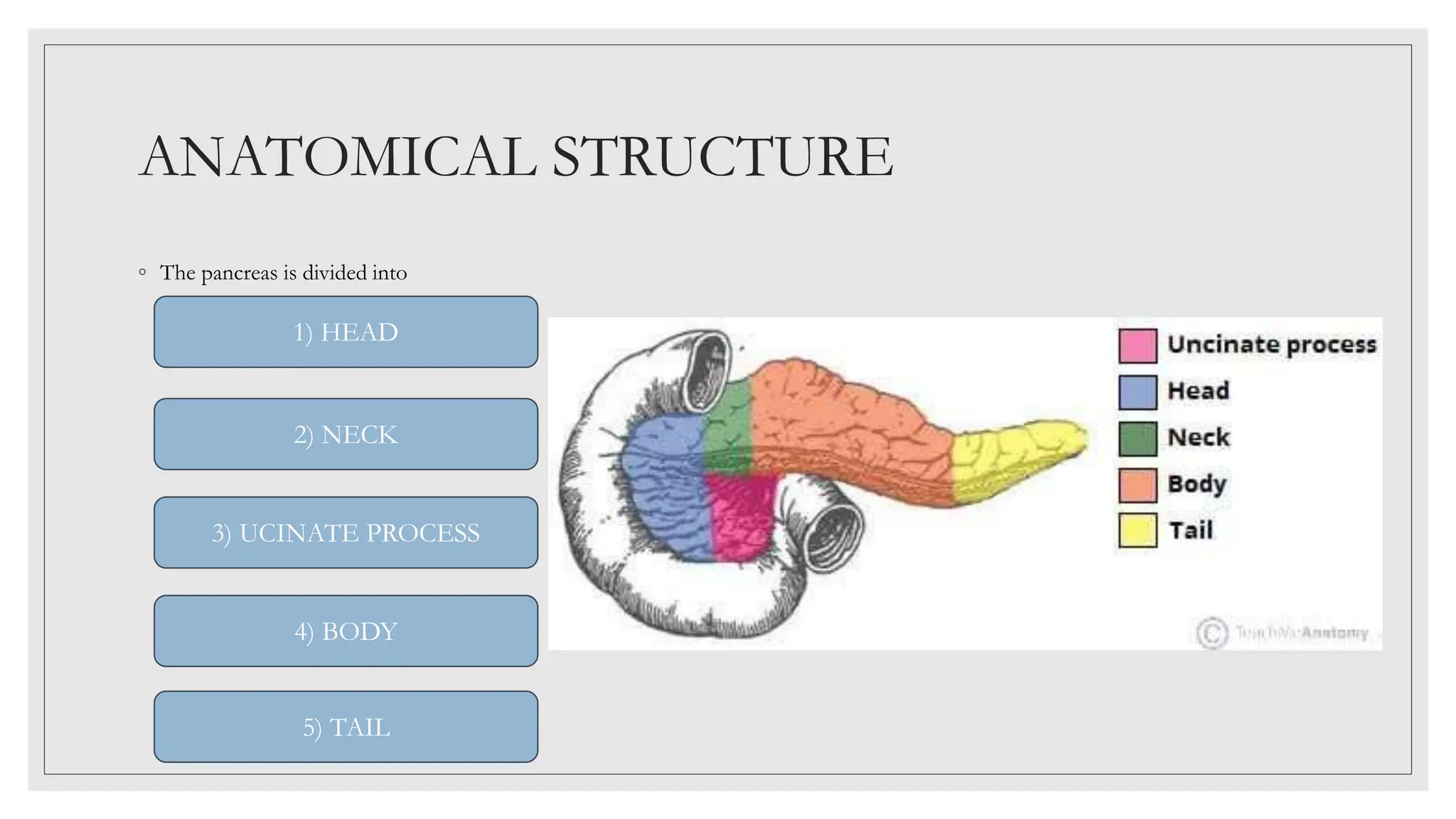 ANATOMY AND PHYSIOLOGY OF PANCREAS PPTX. | PPTX