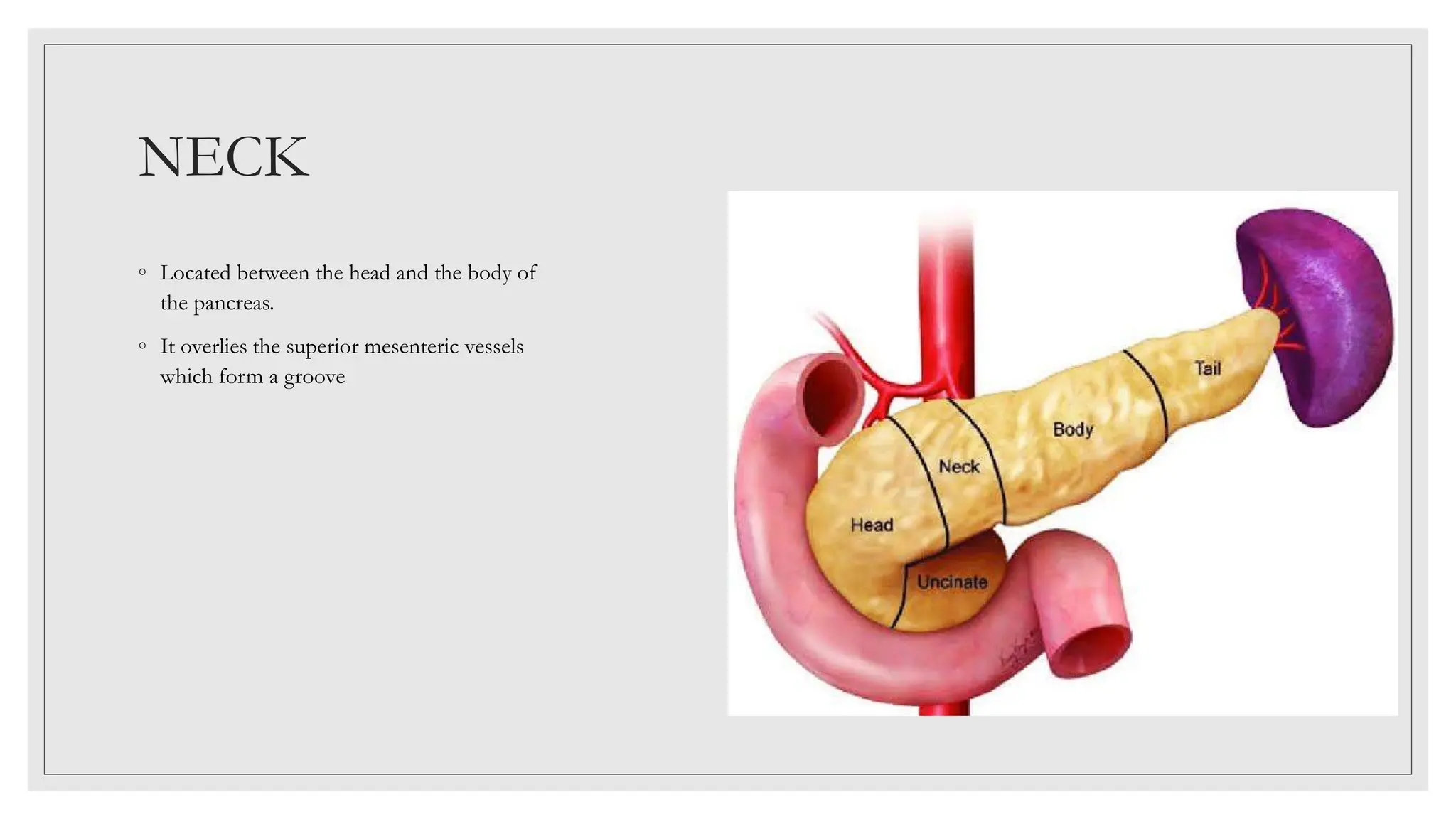 ANATOMY AND PHYSIOLOGY OF PANCREAS PPTX. | PPTX