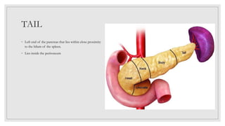 ANATOMY AND PHYSIOLOGY OF PANCREAS PPTX. | PPTX