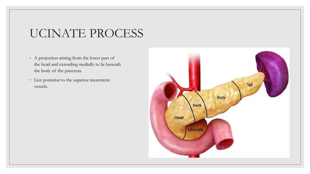 ANATOMY AND PHYSIOLOGY OF PANCREAS PPTX. | PPTX
