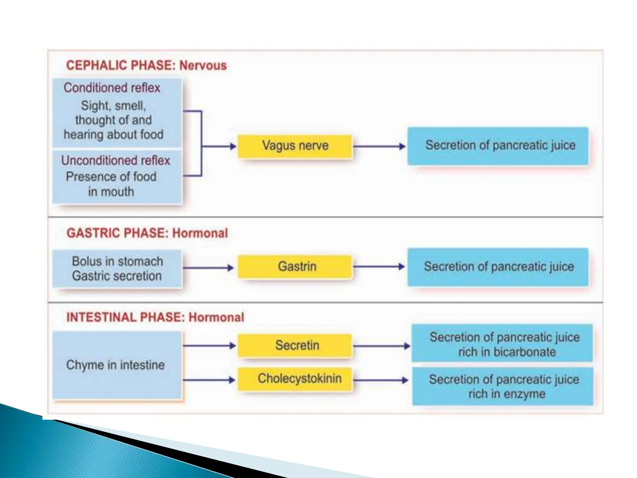 PANCREAS.ppt DIGESTIVE SYSTEM PHYSIOLOGY | PPT