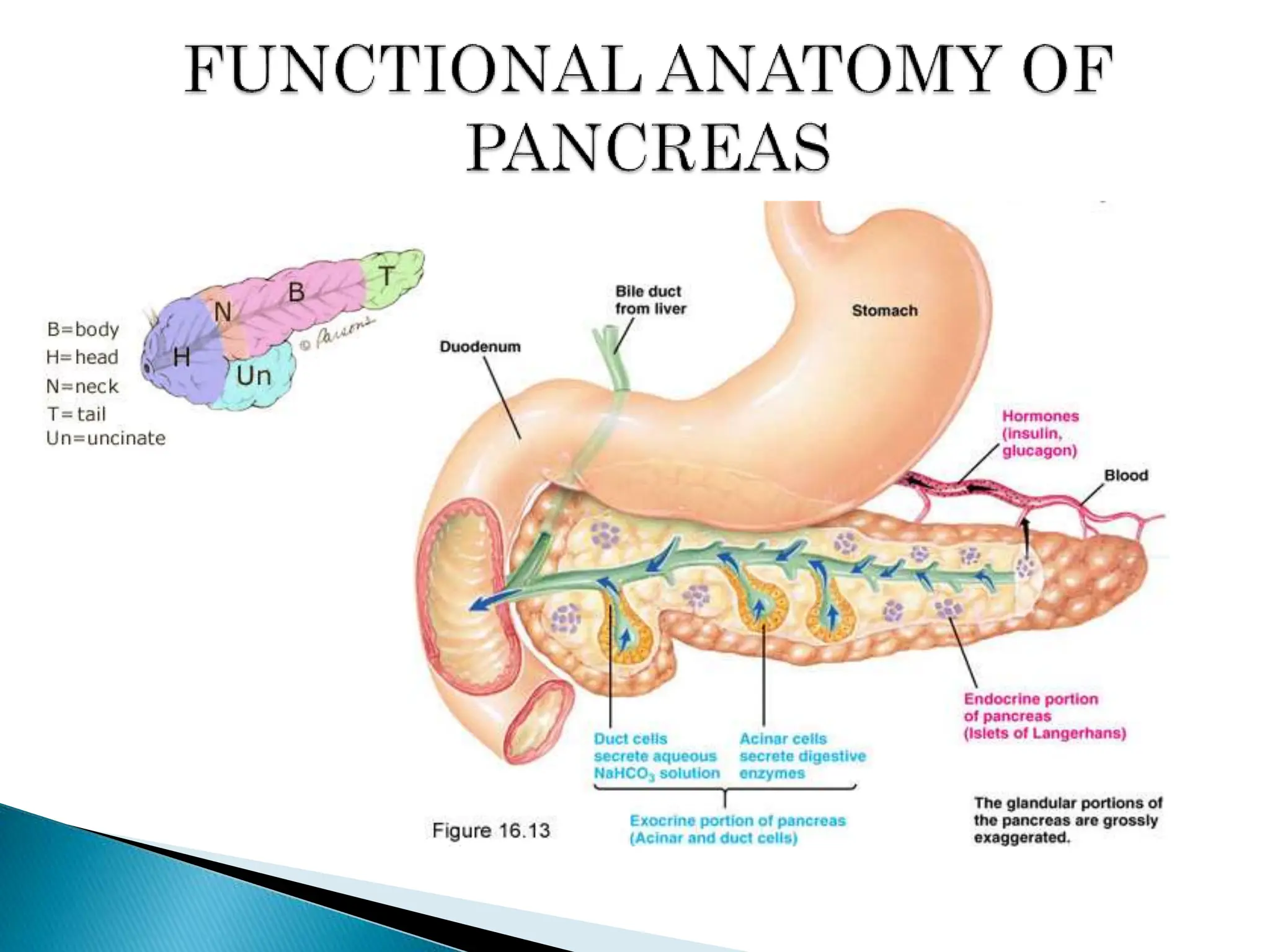PANCREAS.ppt DIGESTIVE SYSTEM PHYSIOLOGY | PPT