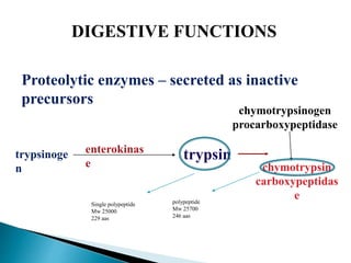 PANCREAS.ppt DIGESTIVE SYSTEM PHYSIOLOGY | PPT