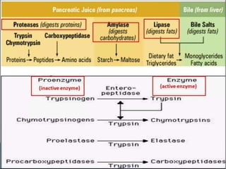 PANCREAS.ppt DIGESTIVE SYSTEM PHYSIOLOGY | PPT
