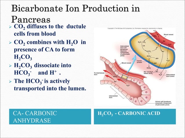 PANCREAS.ppt DIGESTIVE SYSTEM PHYSIOLOGY | PPT