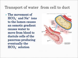 PANCREAS.ppt DIGESTIVE SYSTEM PHYSIOLOGY | PPT