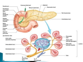 PANCREAS.ppt DIGESTIVE SYSTEM PHYSIOLOGY | PPT
