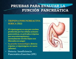 Pancreas para patoliga clinica mvzz.pptx