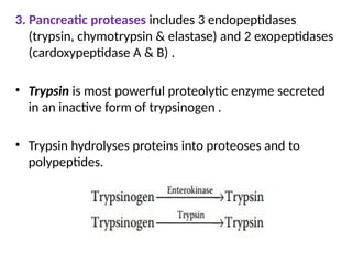 Pancreas and it's information 1 mbbs and other Sciences | PPTX