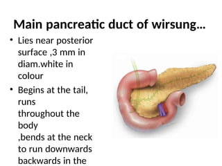 Anatomy of Pancreas clinical aspect.pptx