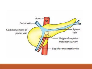 Pancreas Anatomy and embryology power point | PPTX