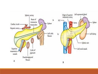 Pancreas Anatomy and embryology power point | PPTX