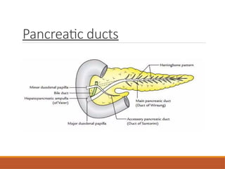 Pancreas Anatomy and embryology power point | PPTX