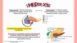 PÁNCREAS GENERALIDADES, EMBRIOLOGIA, ANATOMIA Y HISTOLOGIA.pdf