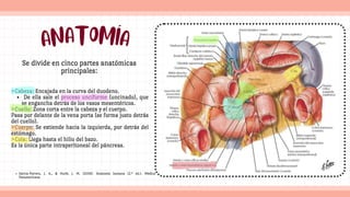PÁNCREAS GENERALIDADES, EMBRIOLOGIA, ANATOMIA Y HISTOLOGIA.pdf