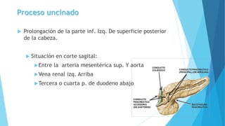 Anatomía y bases de ecografía del Pancreas | PPTX