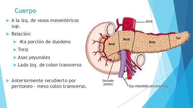 Anatomía y bases de ecografía del Pancreas