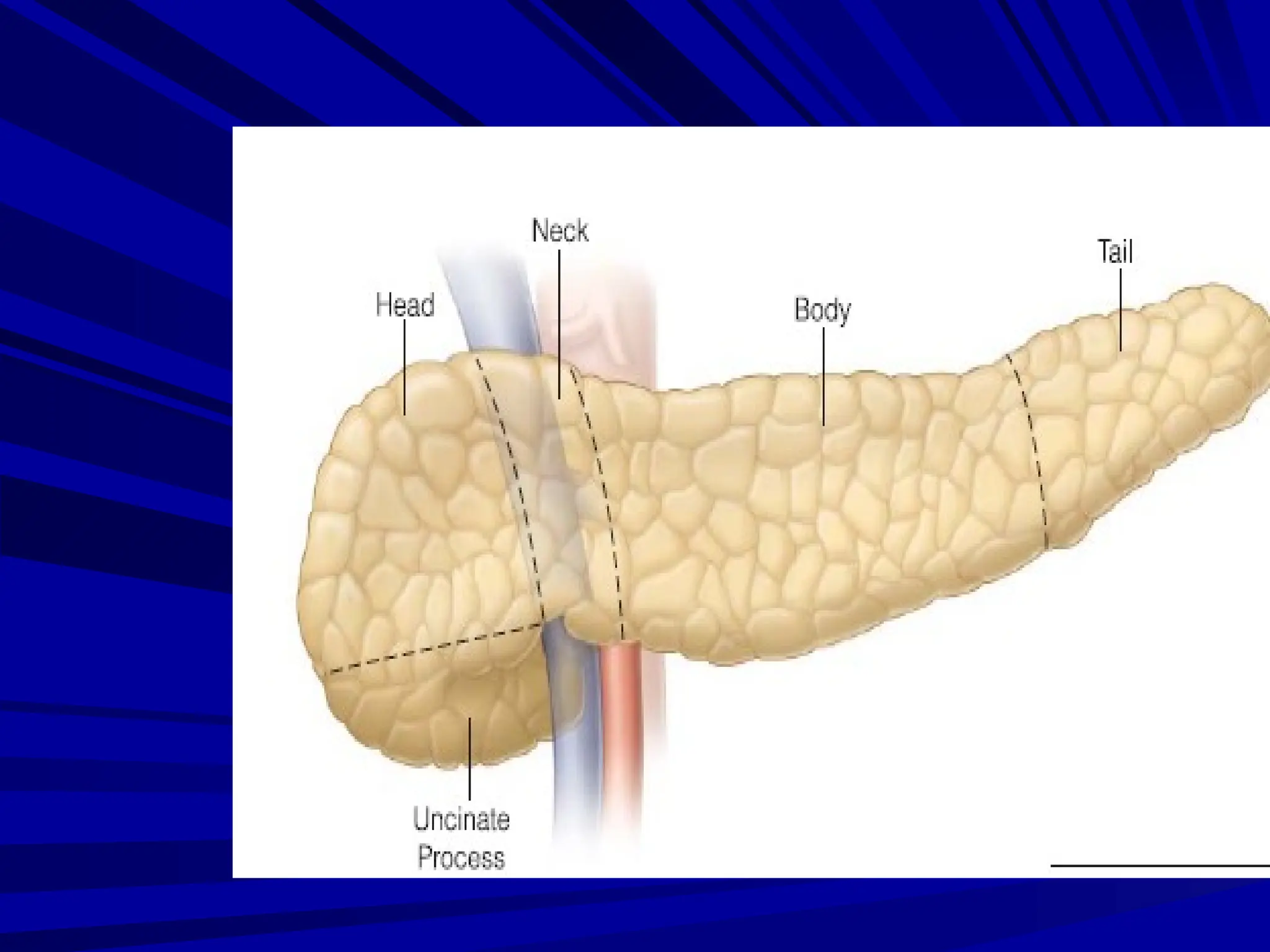Pancreas--endocrine function.ppt ppt ppt | PPT