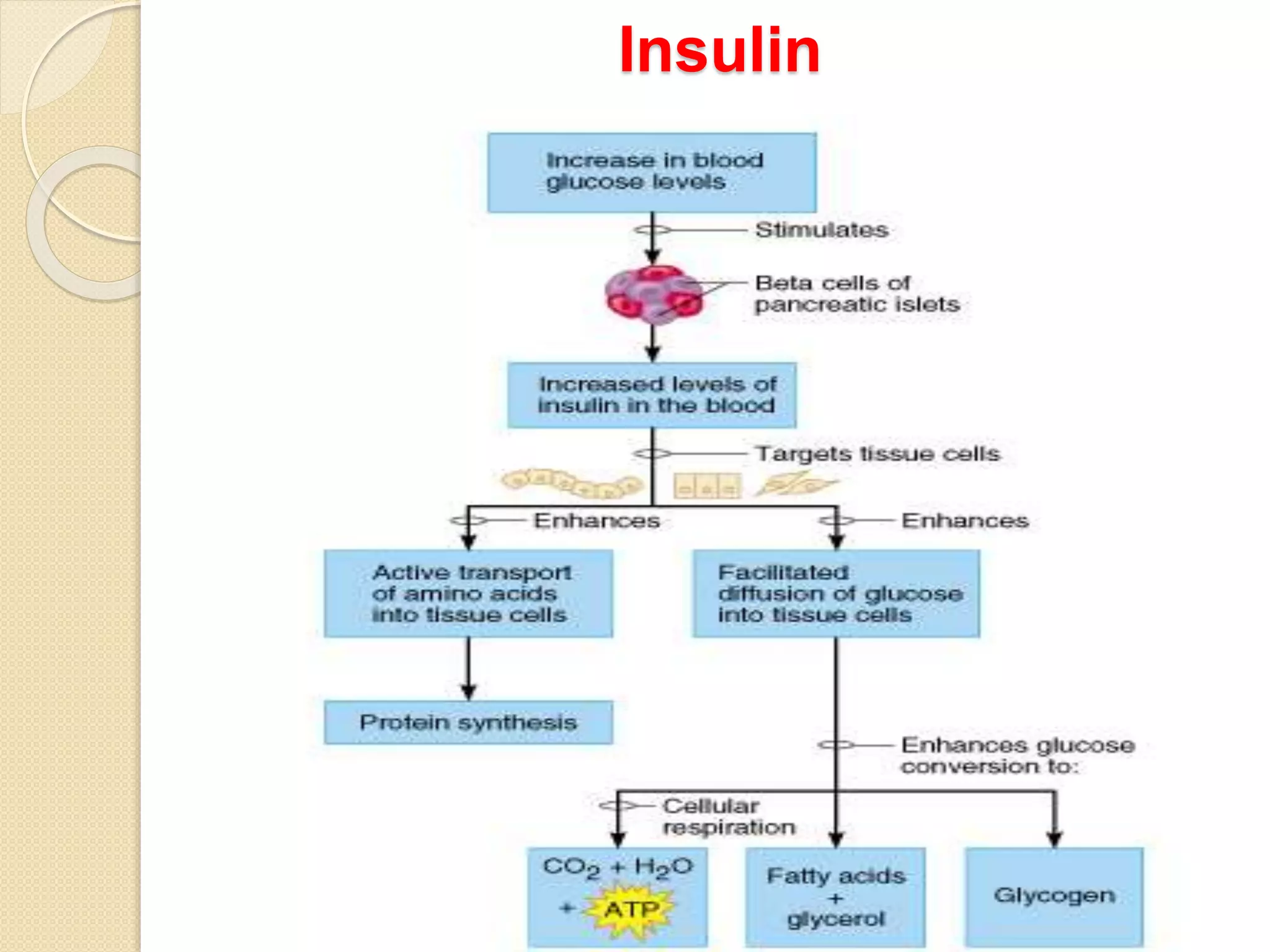 Pancreas endocrine function ppt | PPTX