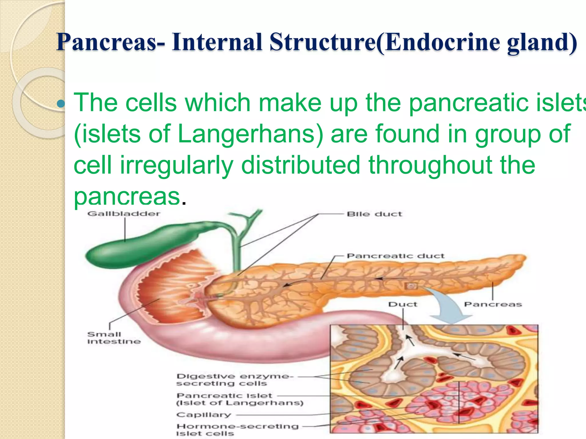 Pancreas endocrine function ppt | PPTX