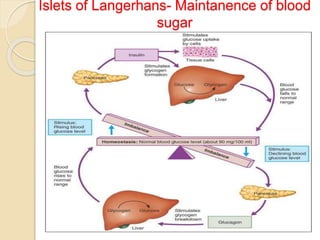 Pancreas endocrine function ppt | PPTX