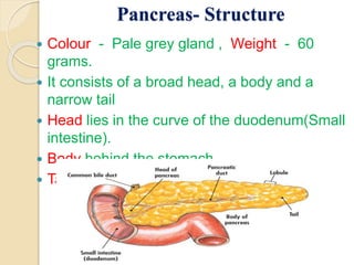 Pancreas endocrine function ppt | PPTX