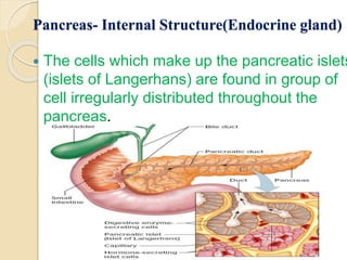 Pancreas endocrine function ppt | PPTX