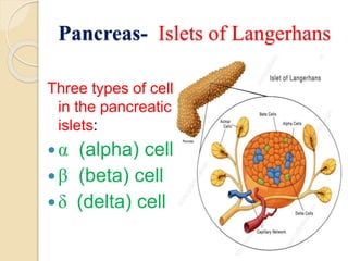 Pancreas endocrine function ppt | PPTX