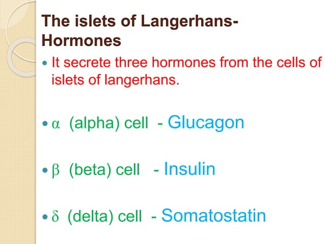 Pancreas endocrine function ppt | PPTX