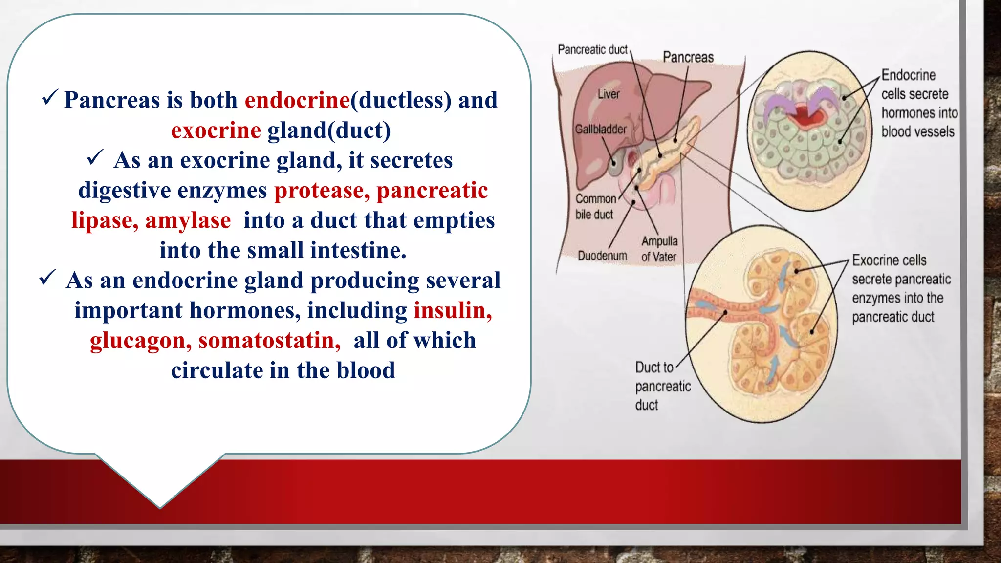 PANCREAS-ACCESSORY DIGESTIVE GLAND | PPTX