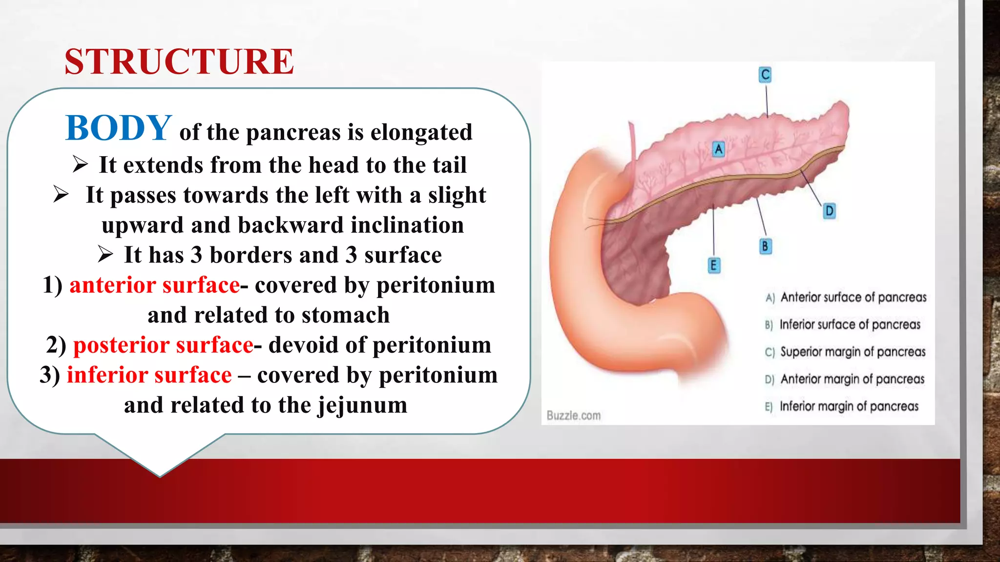 PANCREAS-ACCESSORY DIGESTIVE GLAND | PPTX