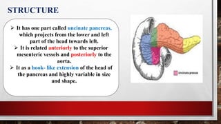 PANCREAS-ACCESSORY DIGESTIVE GLAND | PPTX