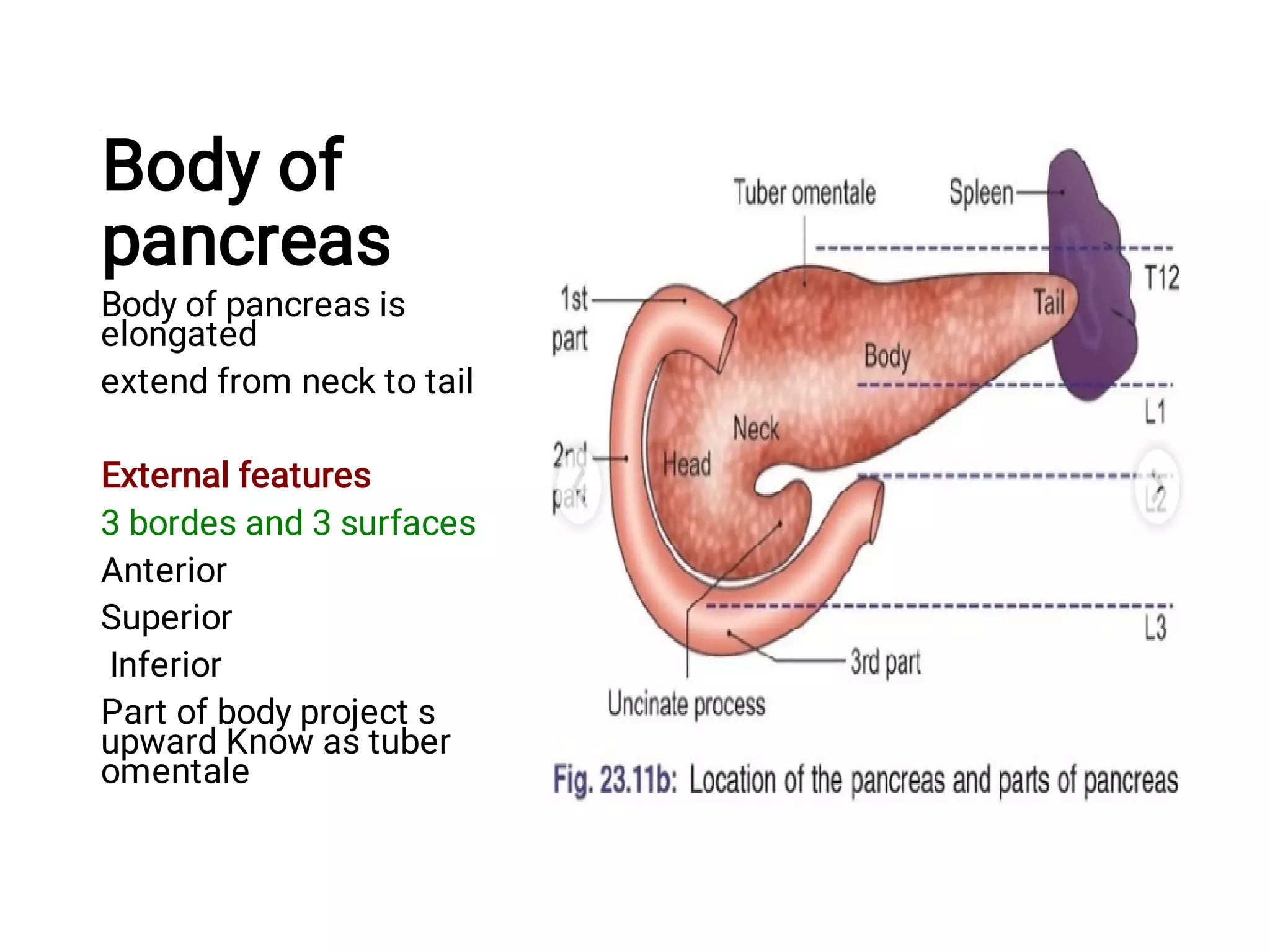 Pancreas 2.pdf