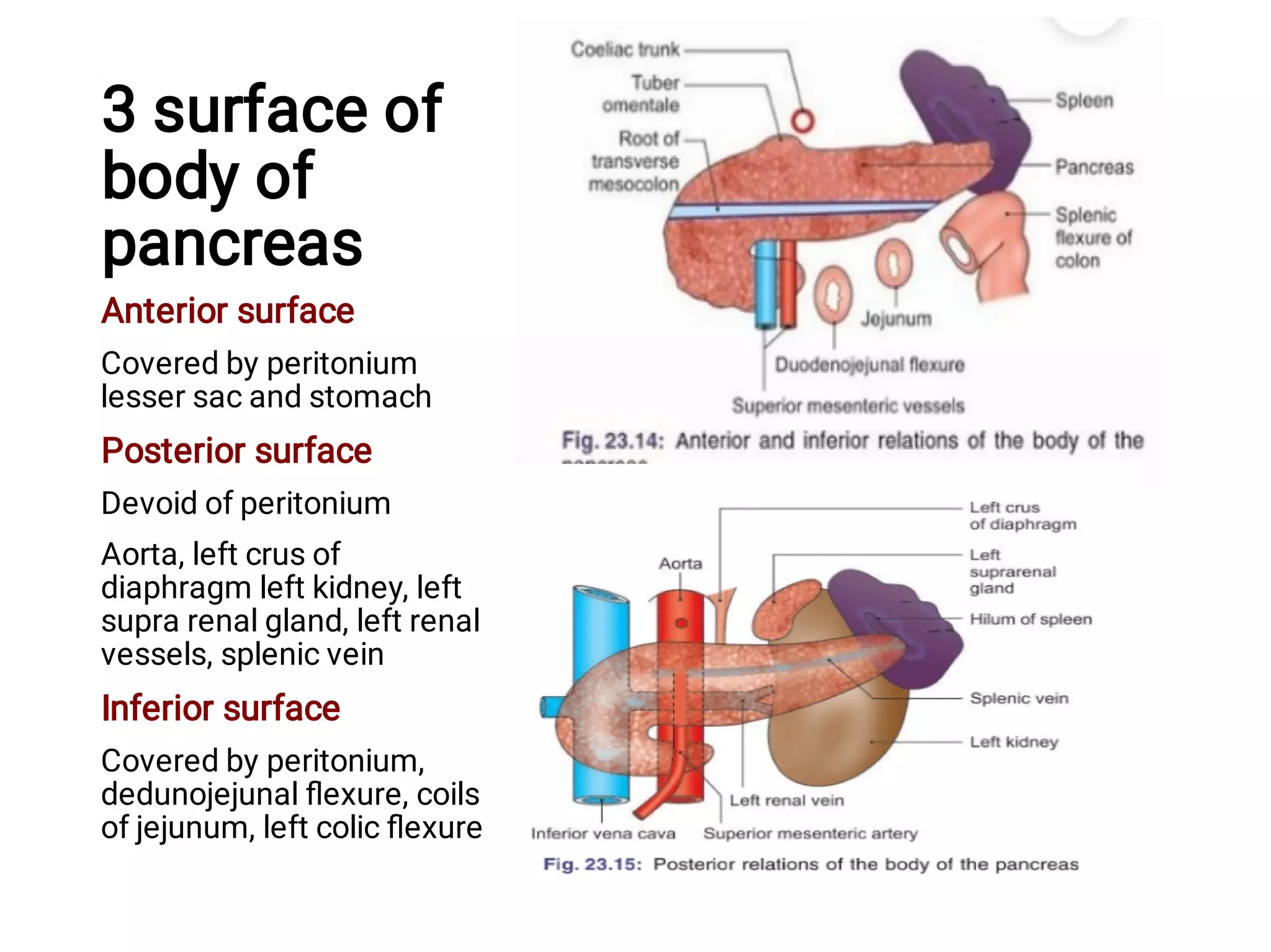 Pancreas 2.pdf