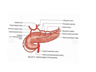 Pancreas 2.pdf