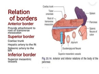 Pancreas 2.pdf