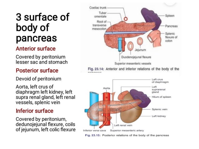 Pancreas 2.pdf